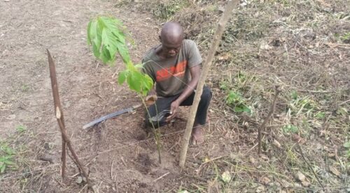 Journée Nationale de l’arbre : le Projet d’Appui aux Communautés ...